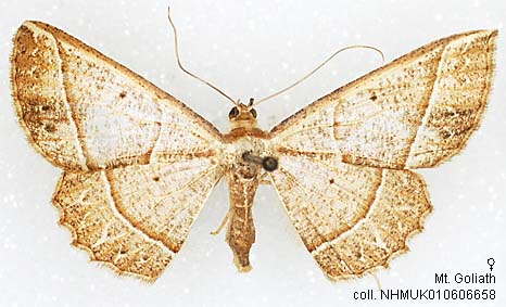 Papua Insects Foundation (Lepidoptera/Geometridae(Ennominae)/Nadagara ...